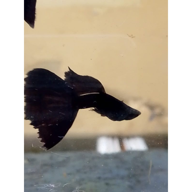 Jual ikan hias/ikan guppy/ ikan guppy black Moskow | Shopee Indonesia