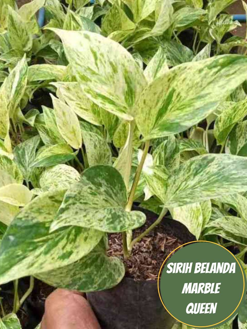 Jual Sirih belanda sirih putih marble queen | Shopee Indonesia