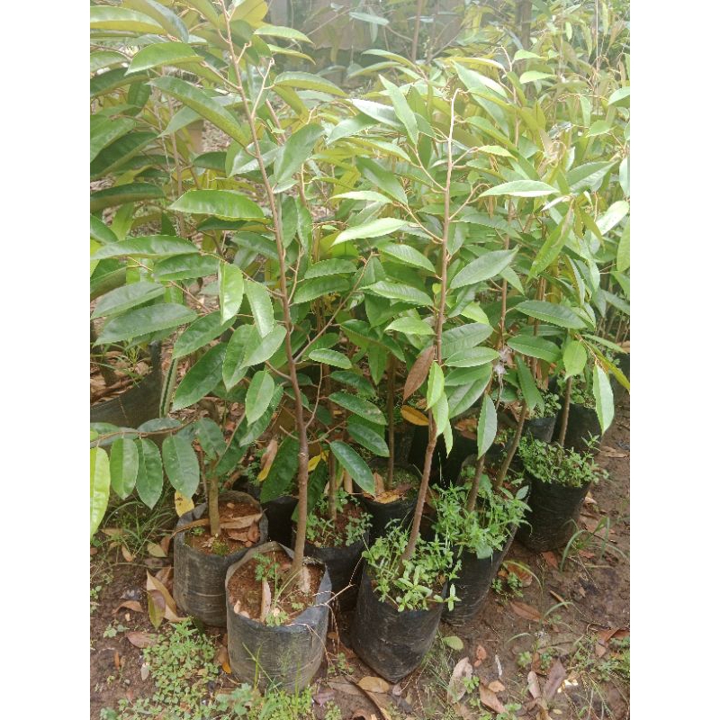 Jual Bibit tanaman durian jenis “musang king dan bawor” | Shopee Indonesia