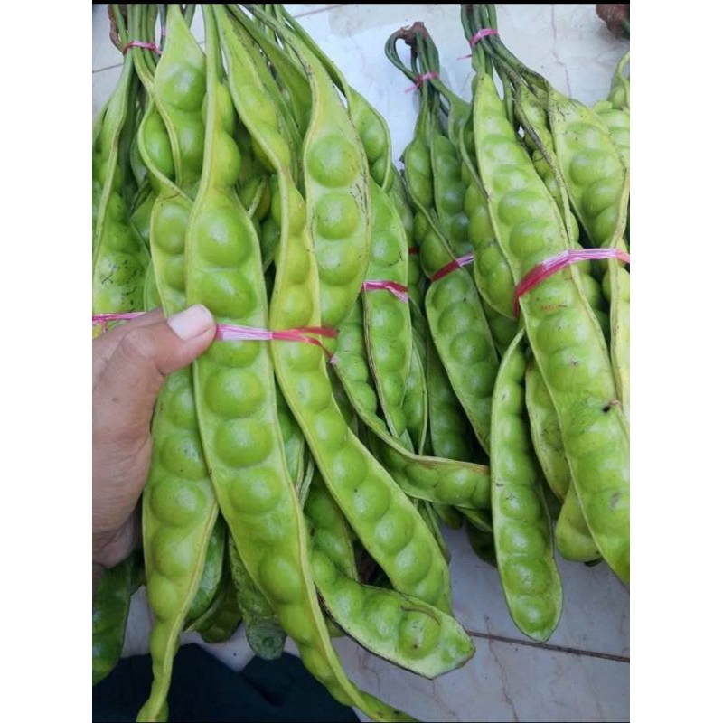 Jual PROMO Petai SEGAR asli BANYUWANGI 1 iket/10 papan bijinya besar ...