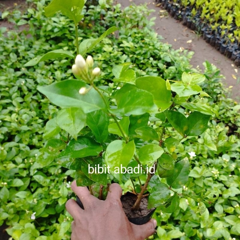 Jual bibit tanaman hias bunga melati wangi super cepat berbunga (beli 5 ...