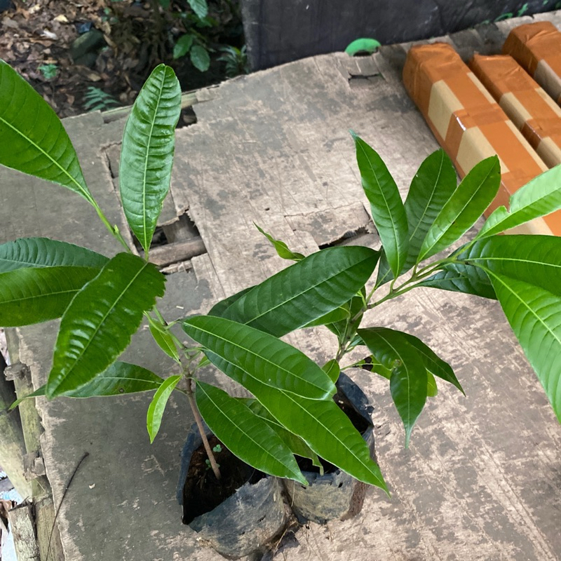 Jual TANAMAN LANGKA GANDARIA - Bibit Buah Gandaria - Pohon Gandaria ...