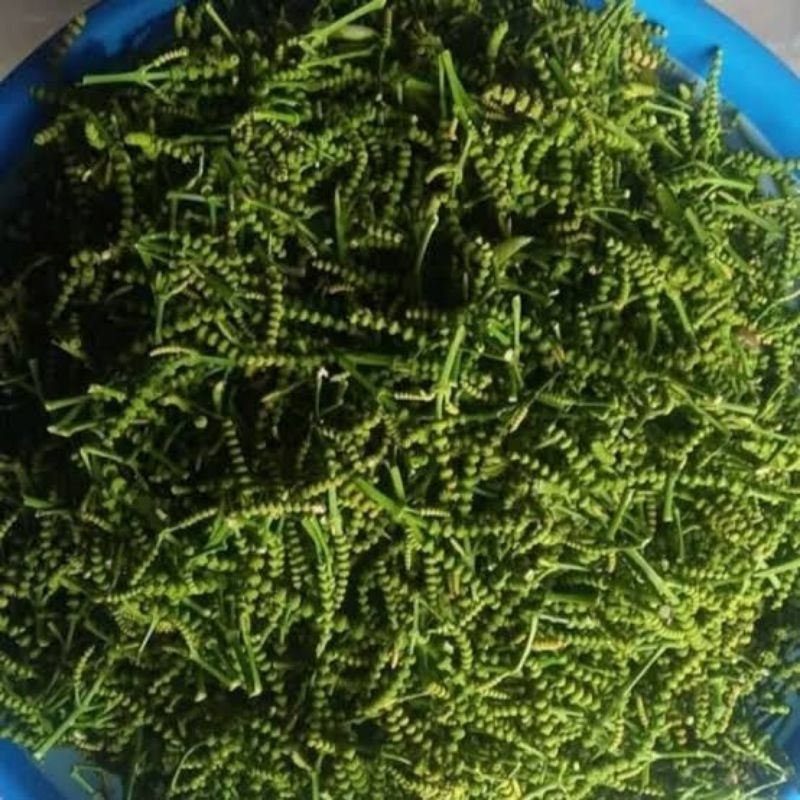 Jual Segar dan Lezat! Uceng Bunga Melinjo Segar, Nikmati Keunikan Rasa ...