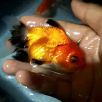 Jual ikan mas koki 3 warna / 3 color panda / mas koky 3 color JUMBO ...