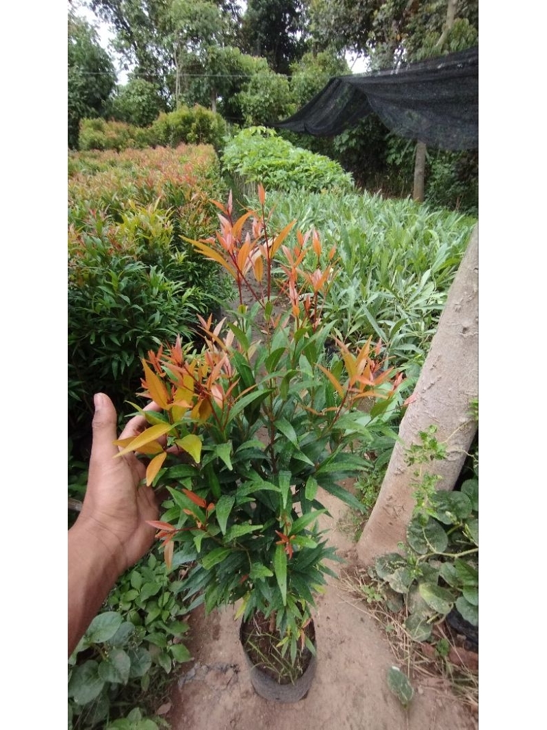 Jual bibit tanaman pucuk merah 70cm up siap tanam | Shopee Indonesia