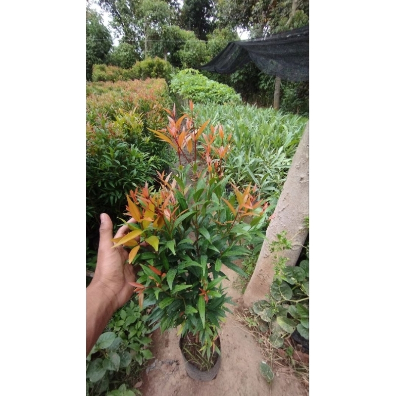 Jual bibit tanaman pucuk merah 70cm up siap tanam | Shopee Indonesia