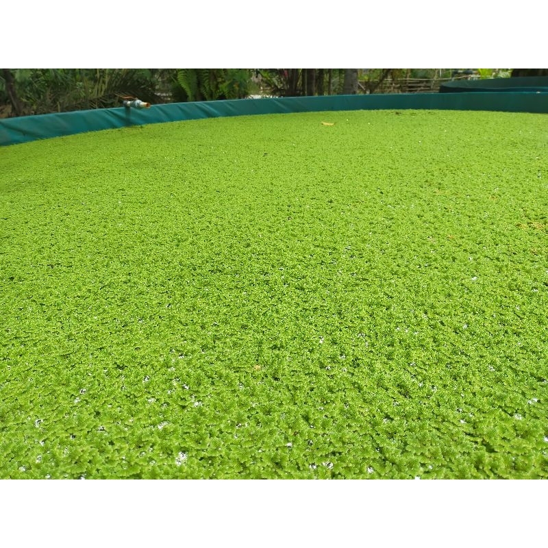 Jual bibit azolla microphylla super, 500 gram untuk pakan ternak ayam ...