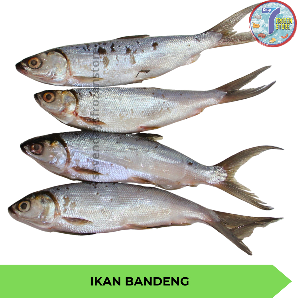 Jual Ikan Bandeng Beku Frozen Premium Quality Kemasan 1 Kg | Shopee ...