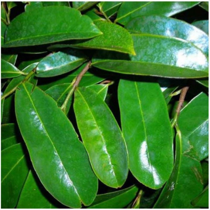 Jual 50 Lembar daun sirsak segar | Shopee Indonesia