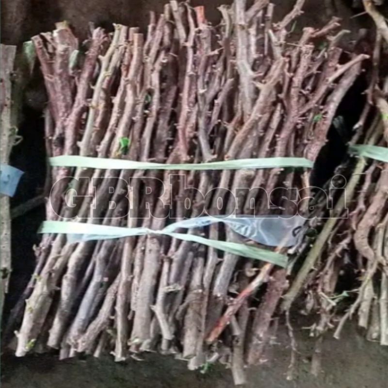 Jual Bahan Stek Bougenville Merah Lokal 20 Batang Batang Kecil Batang