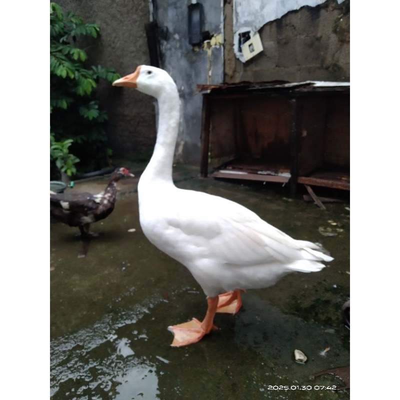 Jual bebek angsa soang dewasa hidup | Shopee Indonesia