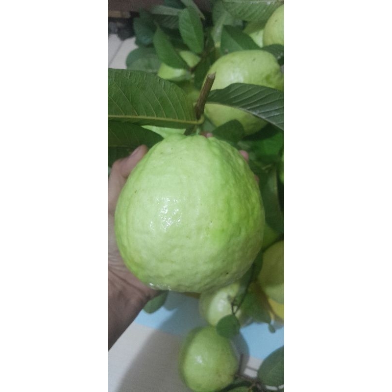 Jual jambu biji putih bangkok. | Shopee Indonesia
