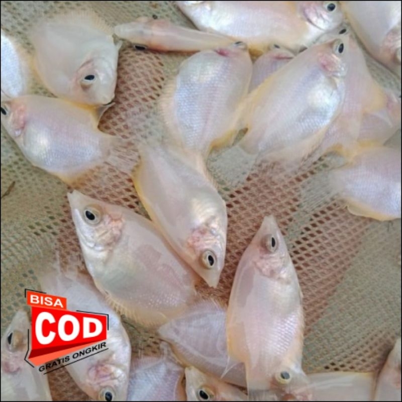 Jual Gurame Padang Isi 25 Ekor Ukuran Nguku | Shopee Indonesia