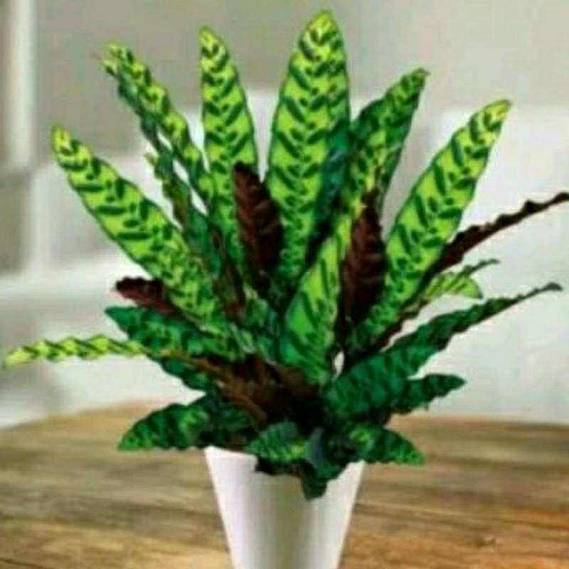 Jual new kalatea bulu ayam (kalatea jago) | Shopee Indonesia