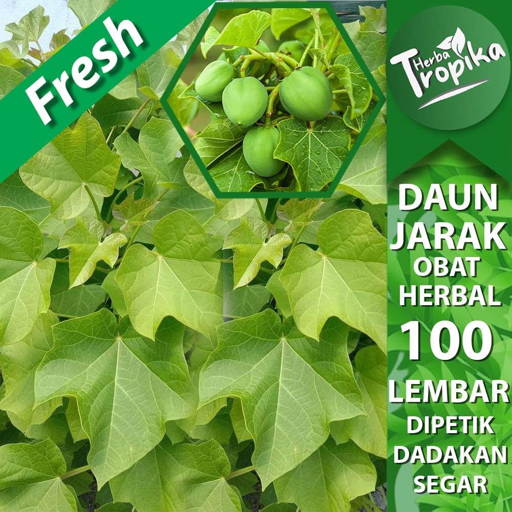 Jual Daun Jarak (Ricinus communis L.) Segar 100 Lembar herbal alami toko herba tropika | Shopee ...
