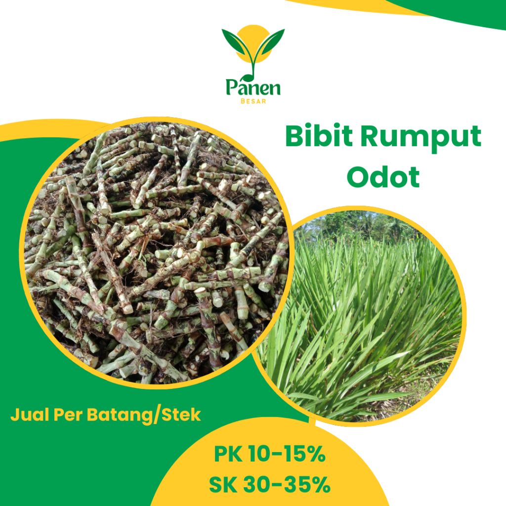 Jual Jual Per Batang/Stek Bibit Rumput Odot Biasa Original Best Quality ...
