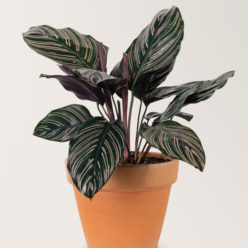 Jual Calathea Batik | Tanaman Hias | Shopee Indonesia