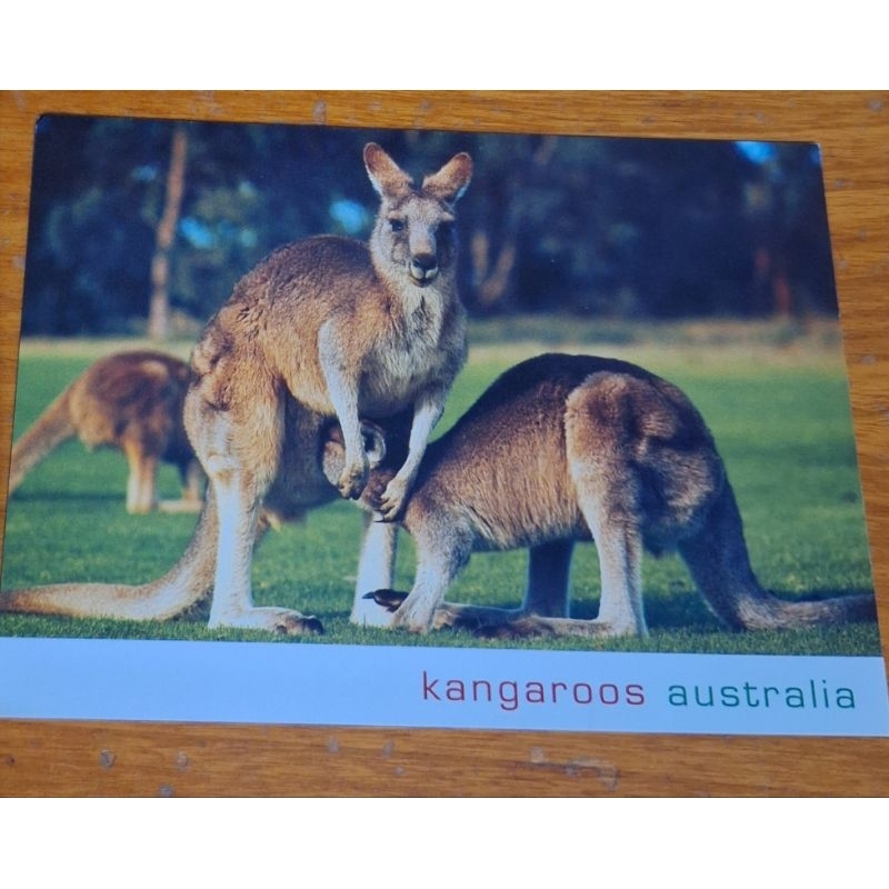 Jual kartu pos Australia kangguru/kangaroo australia postcard | Shopee ...