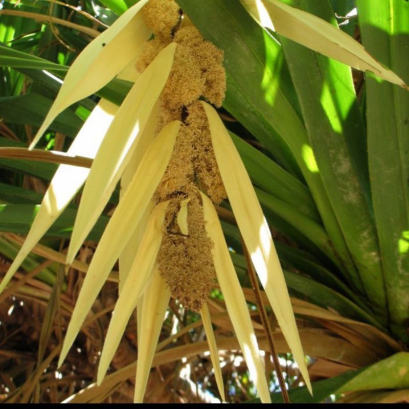 Jual Bunga Pandan Duri/ Bunga Pandan Laut / Bunga Pudak Fresh | Shopee ...