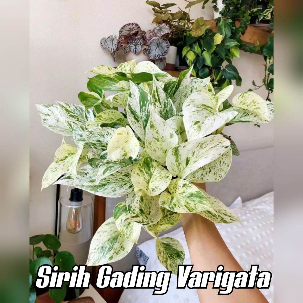 Jual SIRIH GADING VARIGATA/MARBLE QUEEN | Shopee Indonesia