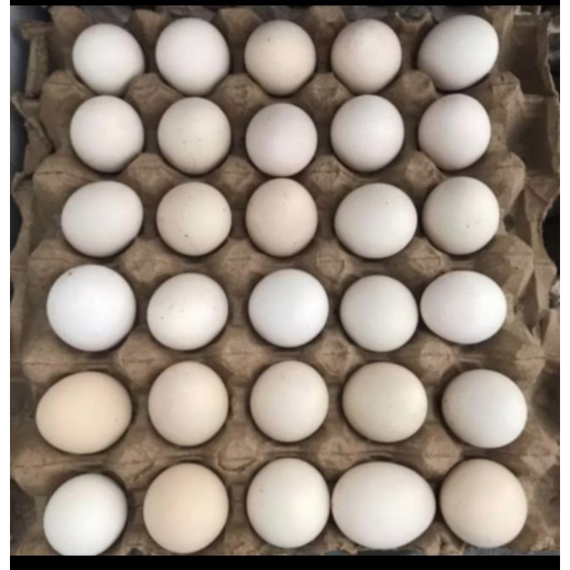 Jual telur ayam kampung asli 1 pireng isi 30 biji | Shopee Indonesia