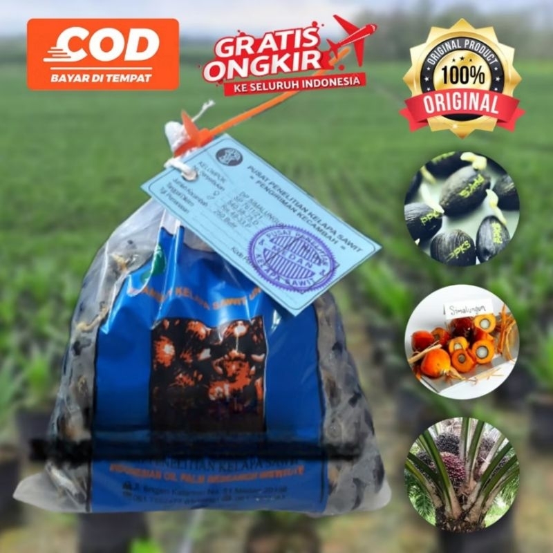 Jual BIBIT SAWIT UNGGUL VARIETAS PPKS SIMALUNGUN ISI 250 BUTIR | Shopee ...