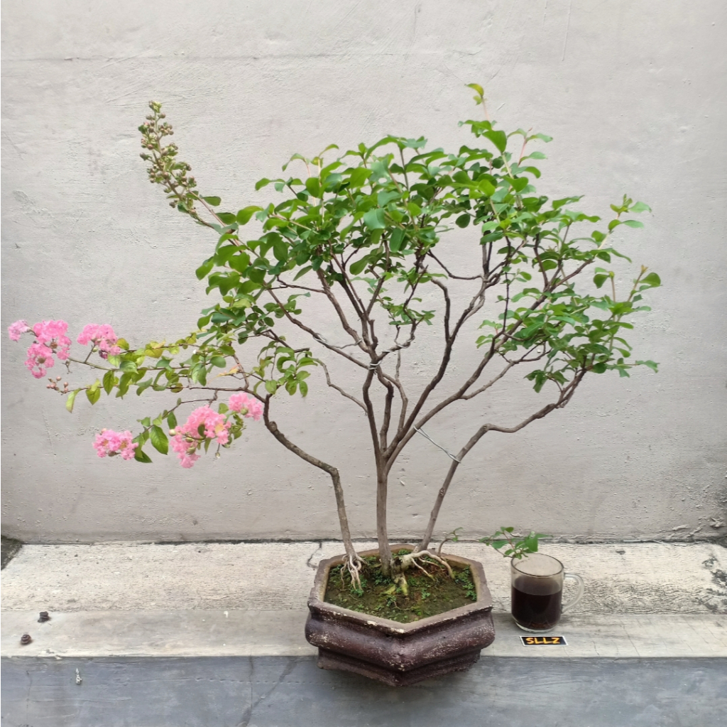 Jual Bonsai Bunga Sakura Micro / Bungur Micro Sesuai Gambar | Shopee ...