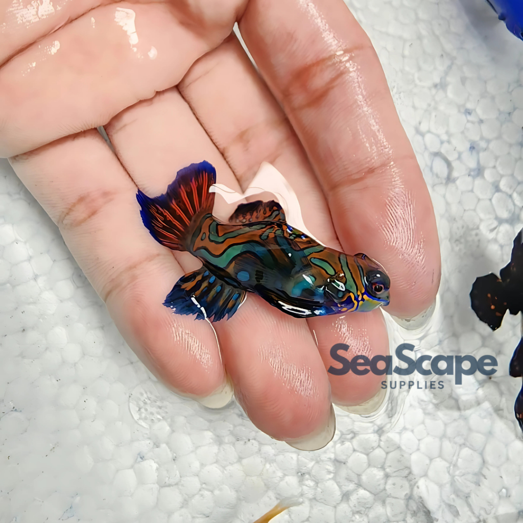 Jual Ikan Hias Akuarium Air Laut Mandarin Asli (Mandarin Fish) Aquarium ...