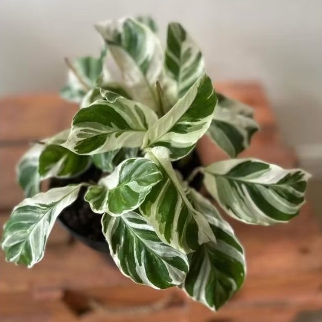 Jual Tanaman Hias Calathea White Fussion / Tanaman Bunga Calathea ...