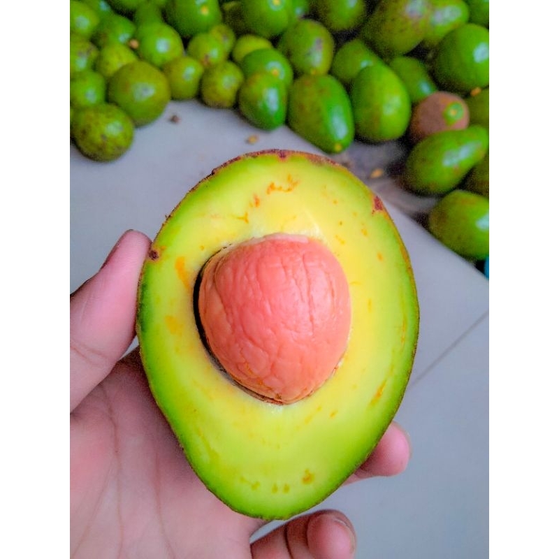 Jual Alpukat mentega manis kuning tua super fresh per1Kg isi 3-4-5 buah ...