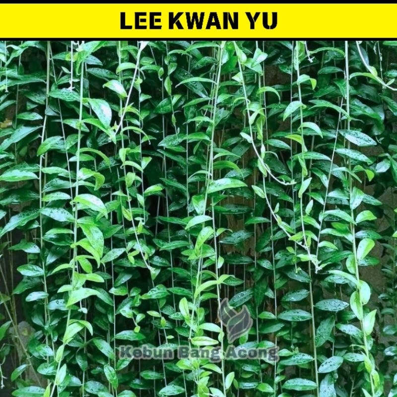 Jual Tanaman Hias Lee Kwan Ye Lekuanyu Li kuan Yu Sudah Berakar Tanaman Penyaring Udara ...