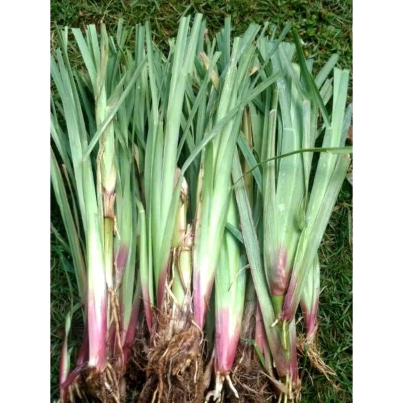 Jual BIBIT RUMPUT SETARIA / Setaria sphacelata PAKAN TERNAK 500GRAM ...