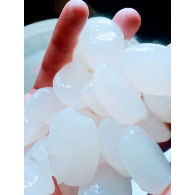 Jual kolang Kaling fresss baru_cangkaleng (caruluk)/1kg | Shopee Indonesia