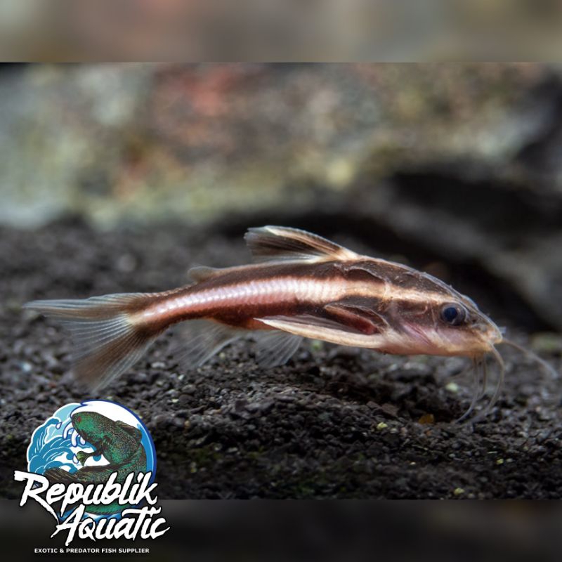 Jual Platydoras (Raphael Catfish) | Shopee Indonesia
