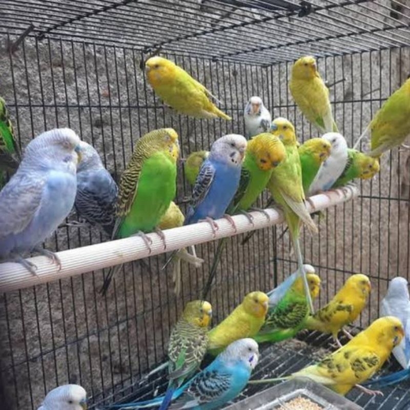 Jual Parkit warna warni tersedia pasangan atau satuan | Shopee Indonesia