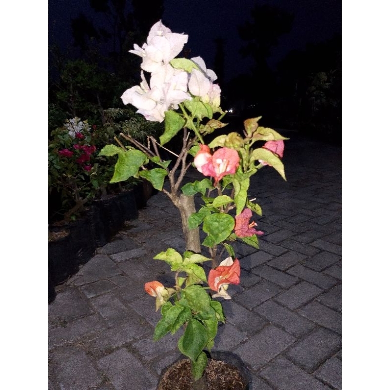 Jual tanaman bogenvil id Maharani | Shopee Indonesia
