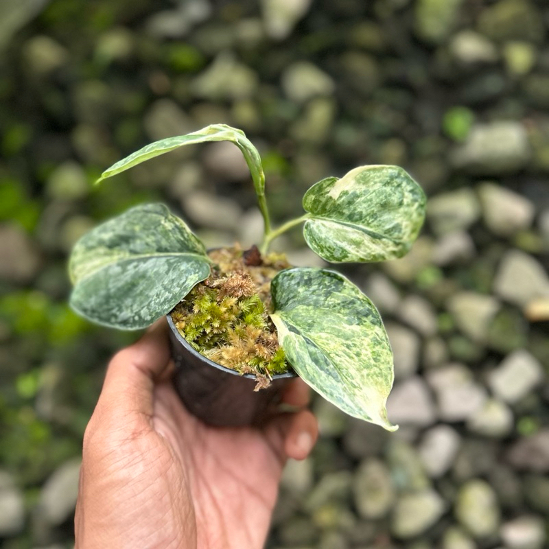 Jual Scindapsus Geulis Peasun Variegata ( Silversplash Based ) | Shopee ...