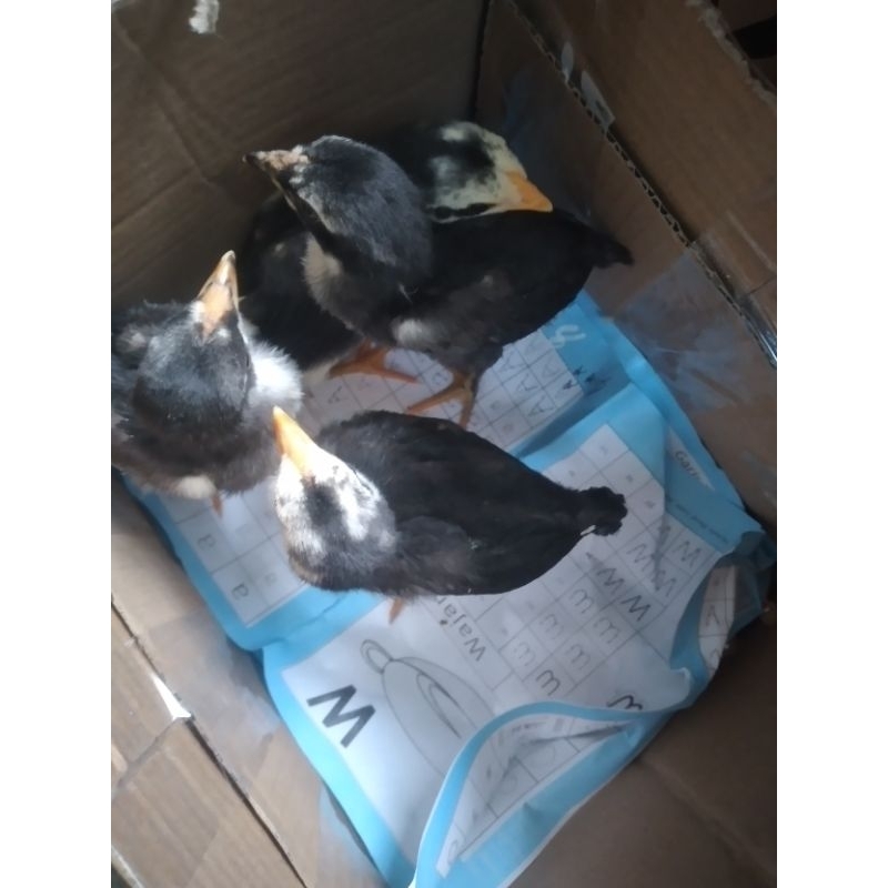 Jual DOC Ayam Kampung BANGKOK Asli, DOC Ayam Kampung Unggulan KUB dan ...