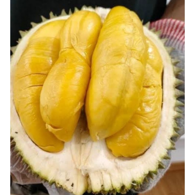 Jual BUAH DURIAN MUSANG KING BULAT UTUH FRESH DURIAN ASLI MALAYSIA | Shopee Indonesia
