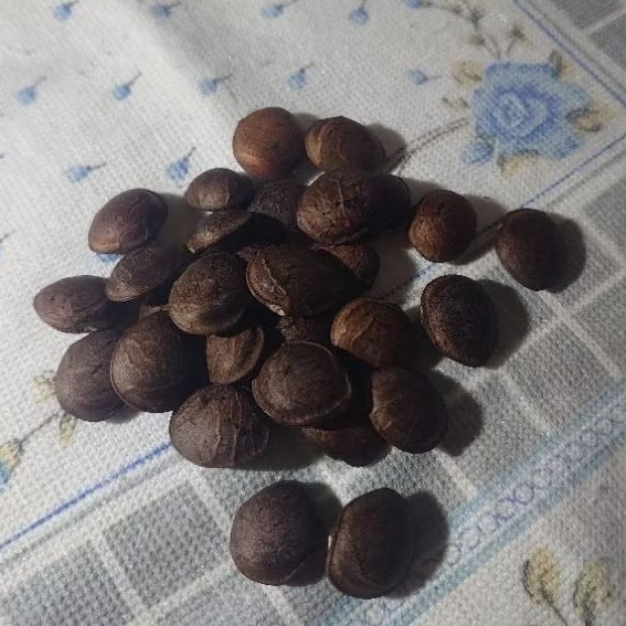 Jual Benih Sacha Inchi Bijian Kacang Kara Bintang Wonosobo | Shopee ...