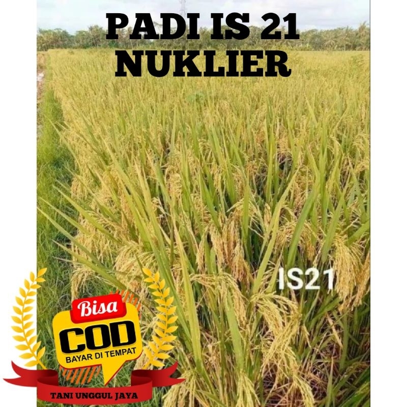 Jual Benih Padi Is 21 Nuklier Kemasan 1kg | Shopee Indonesia