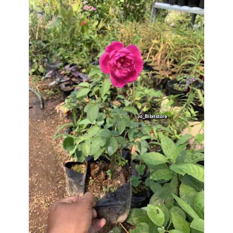 Jual Bibit Bunga Mawar Kampung Wangi 100% Asli | Shopee Indonesia