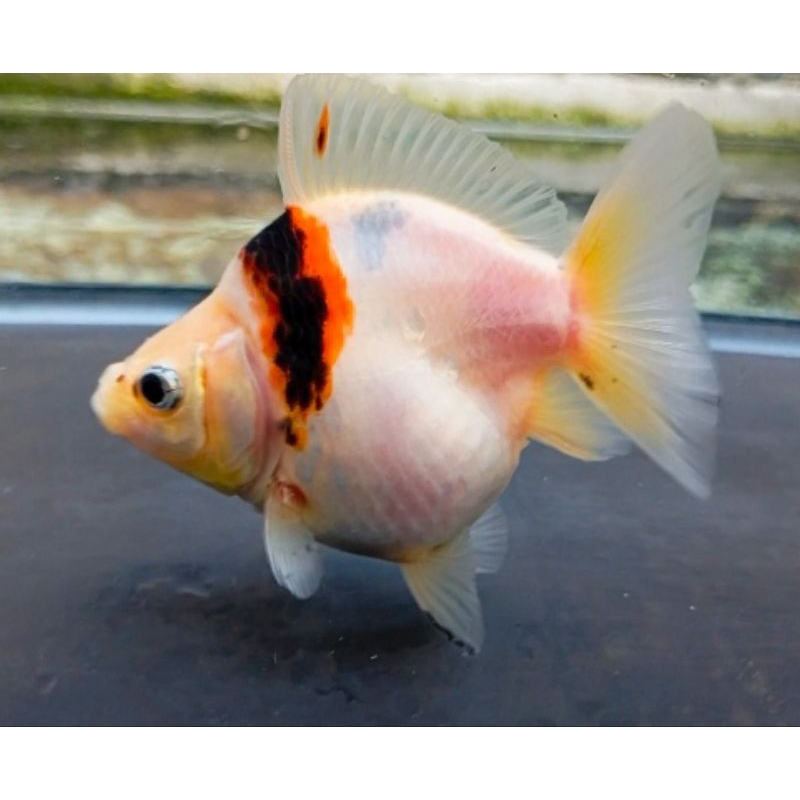 Jual ikan mas koki Ryukin baby (9 cm) Rapih Joss | Shopee Indonesia