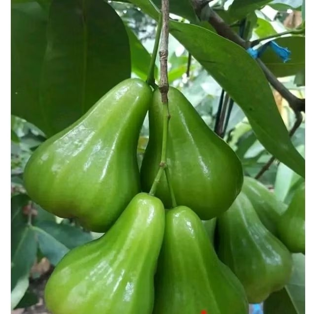 Jual Bibit JAMBU AIR GREEN GIANT batang besar rimbun siap berbuah ...