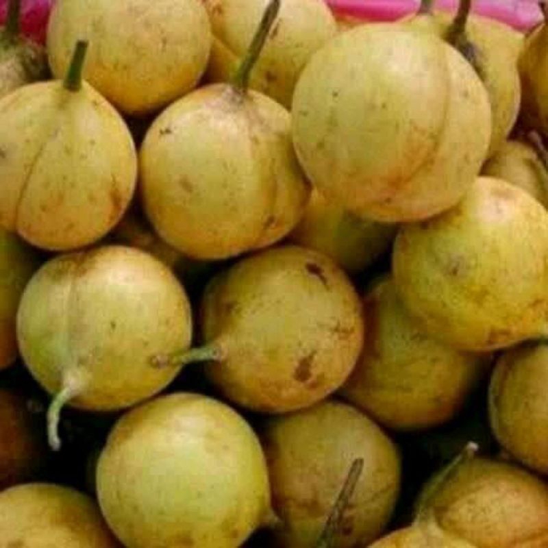 Jual Buah pala bulat utuh - buah pala belum kupas segar organik 1kg ...