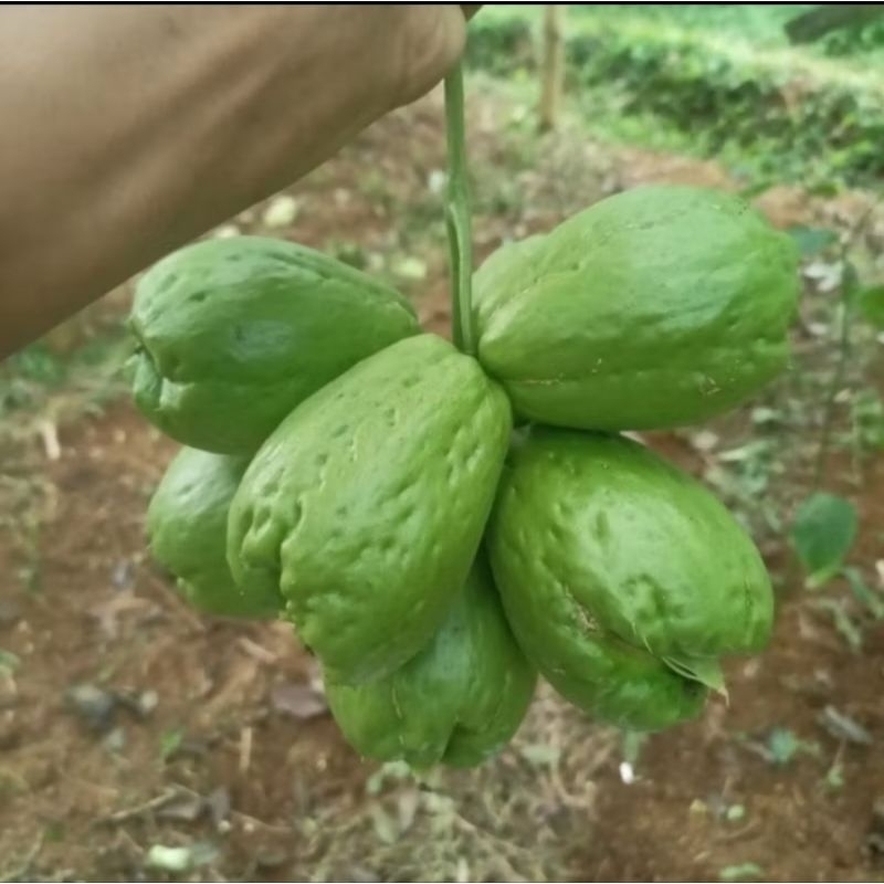 Jual KEBUN.MUKLIS - Paket 5 Bibit Labu Siam Anggur Siap Tanam Pilihan ...