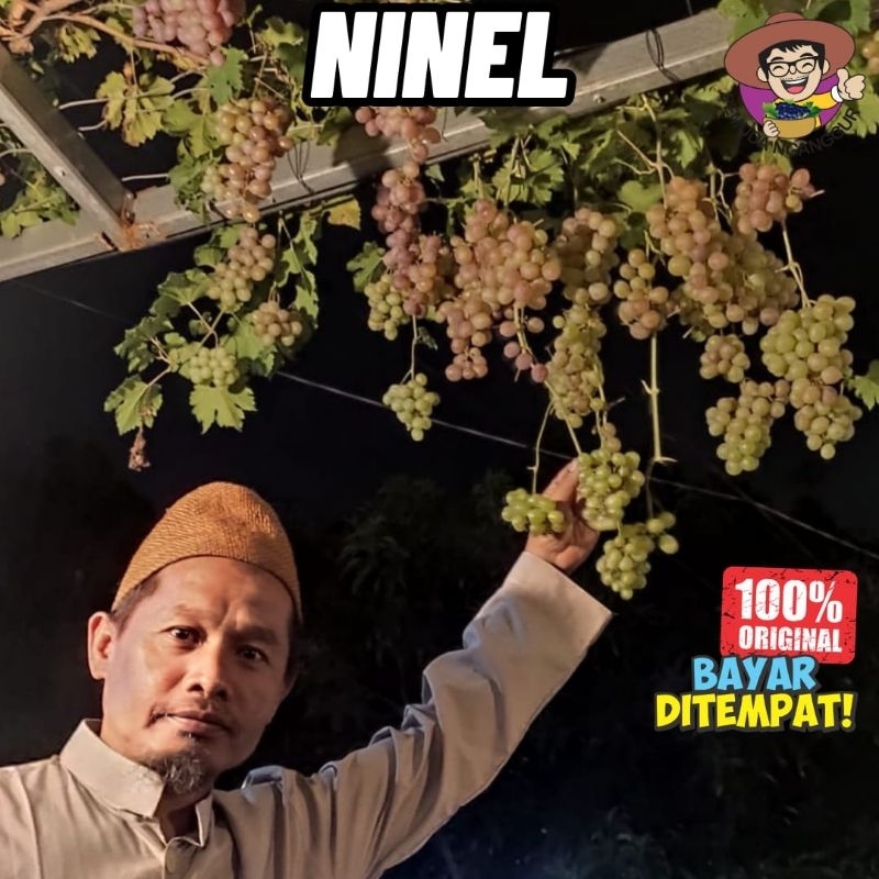 Jual Bibit Anggur Import NINEL ADAPTIF DISELURUH INDONESIA | Shopee ...