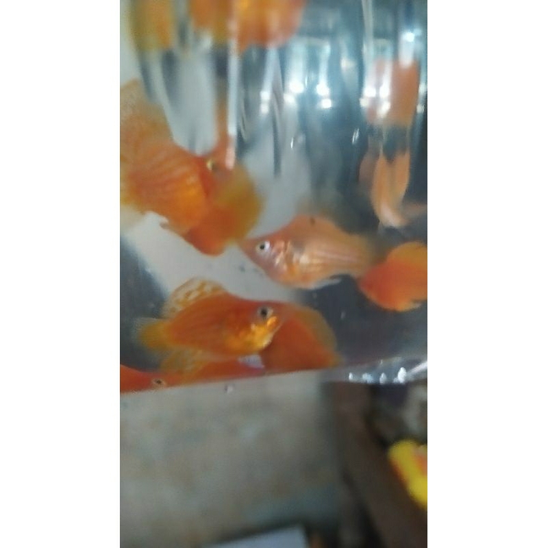 Jual Paket Molly oren balon siap breding ayak 6 | Shopee Indonesia
