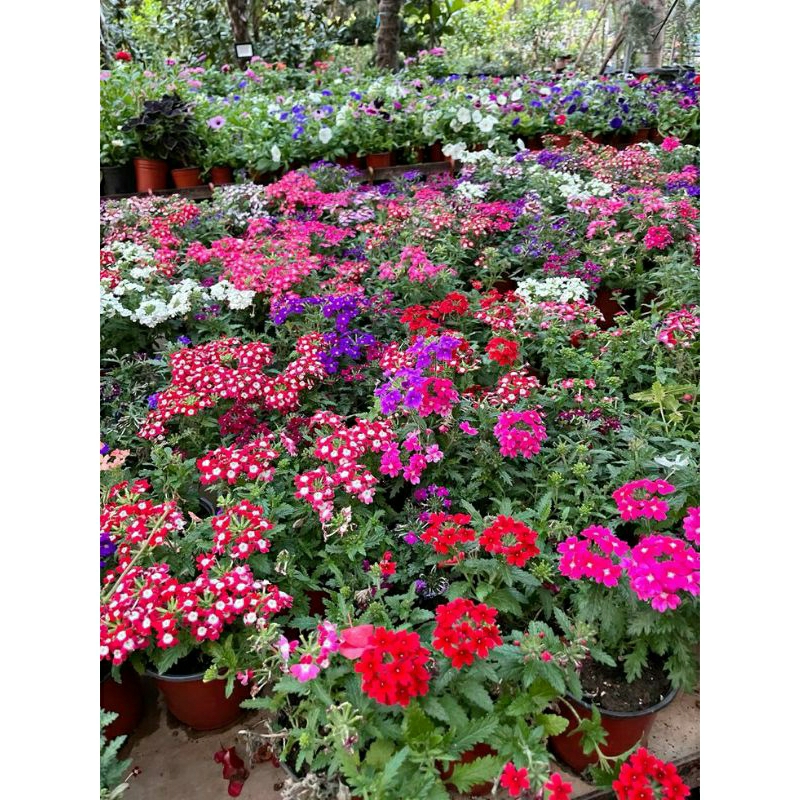 Jual Tanaman hias bunga Verbena / Tanaman bunga outdoor / Tanaman ...