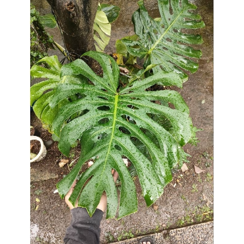 Jual Monstera King Deliciosa | Shopee Indonesia